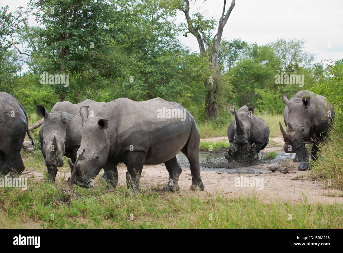 A herd of white rhino grazing with one splashing in a shallow waterhole ...