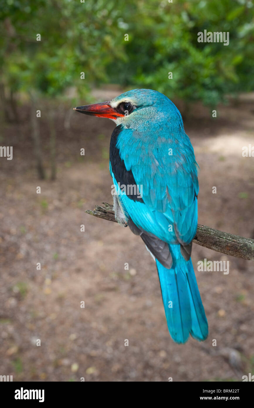 Kingfisher rear hi-res stock photography and images - Alamy