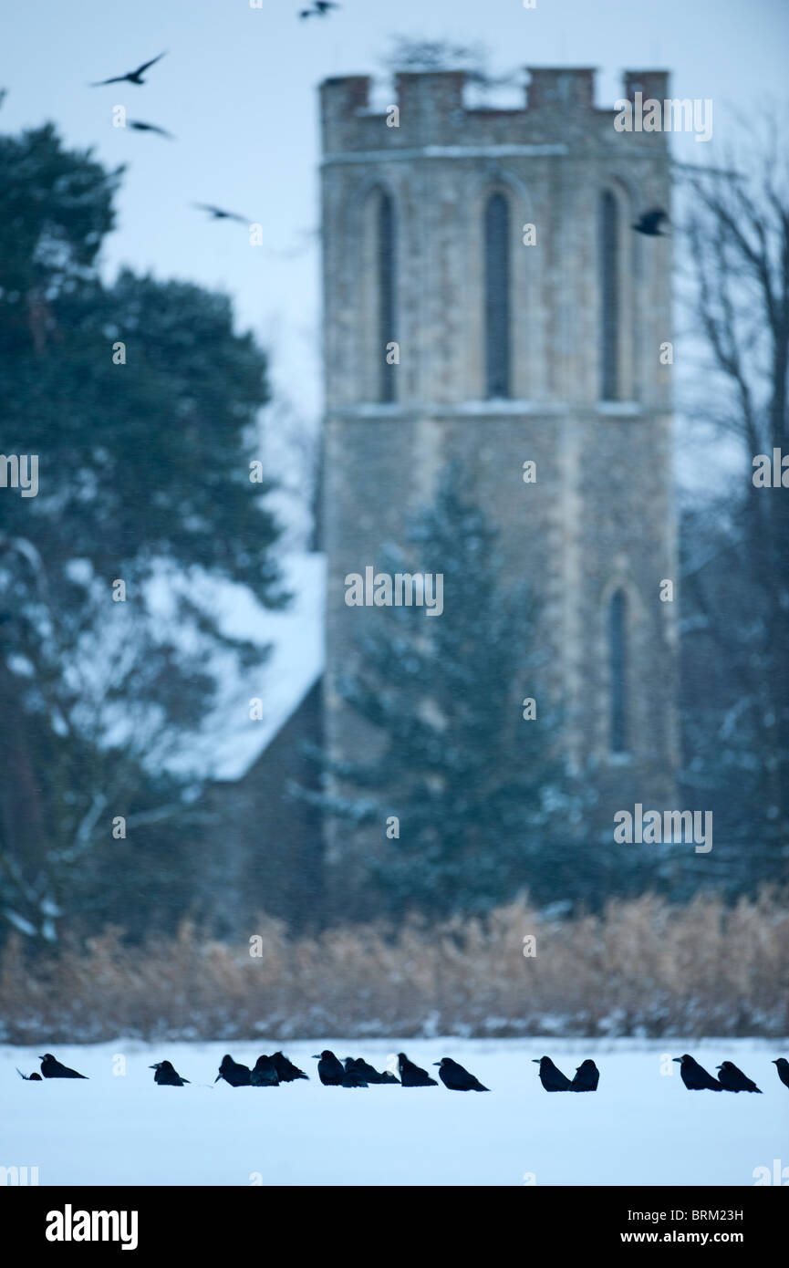 Rook norfolk buckenham roosting roost corvus frugilegus corvid crow hi ...
