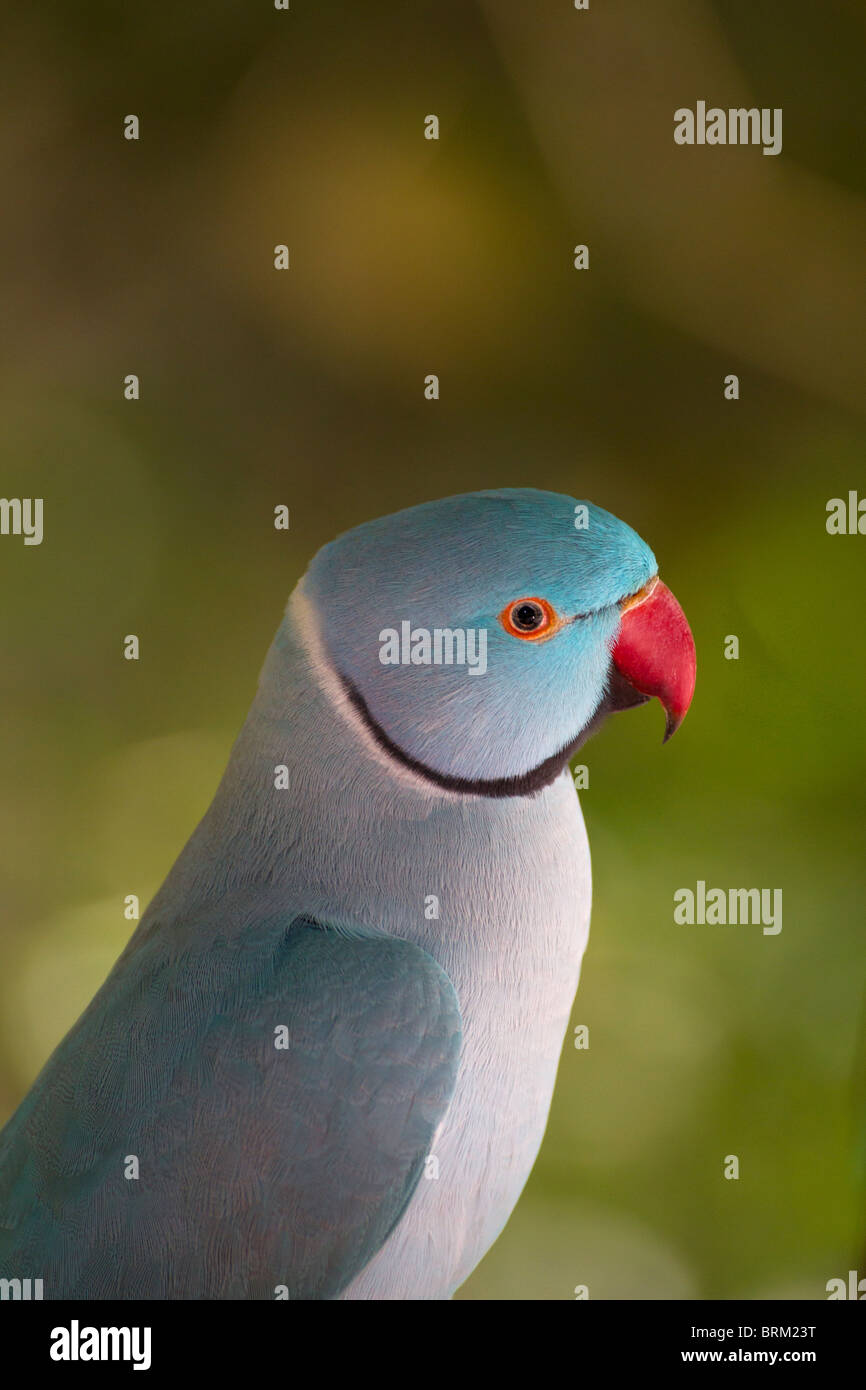 Indian Ring-necked Parakeet Stock Photo - Alamy