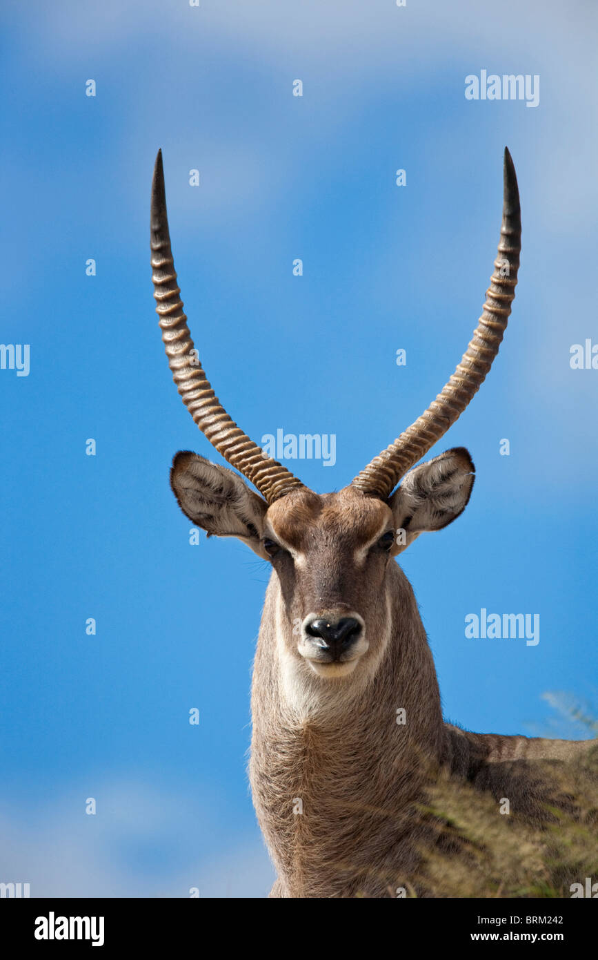 Waterbuck Head High Resolution Stock Photography and Images - Alamy