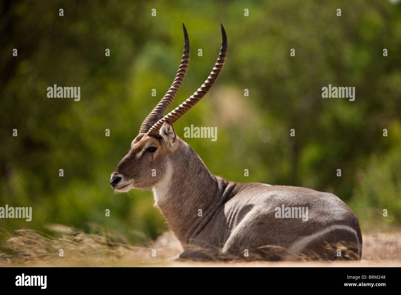 Male waterbuck hi-res stock photography and images - Alamy