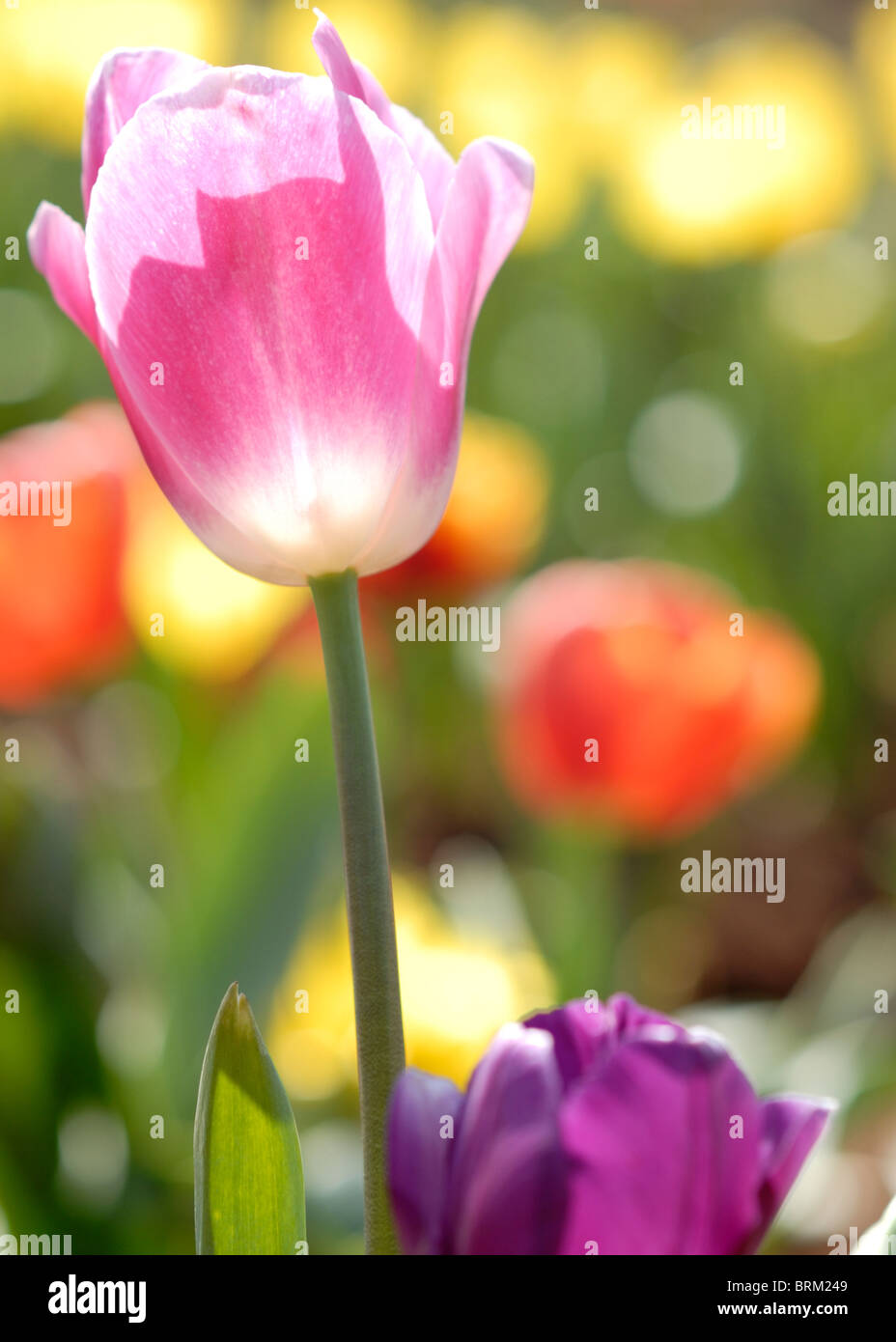 Stand alone tulip hi-res stock photography and images - Alamy