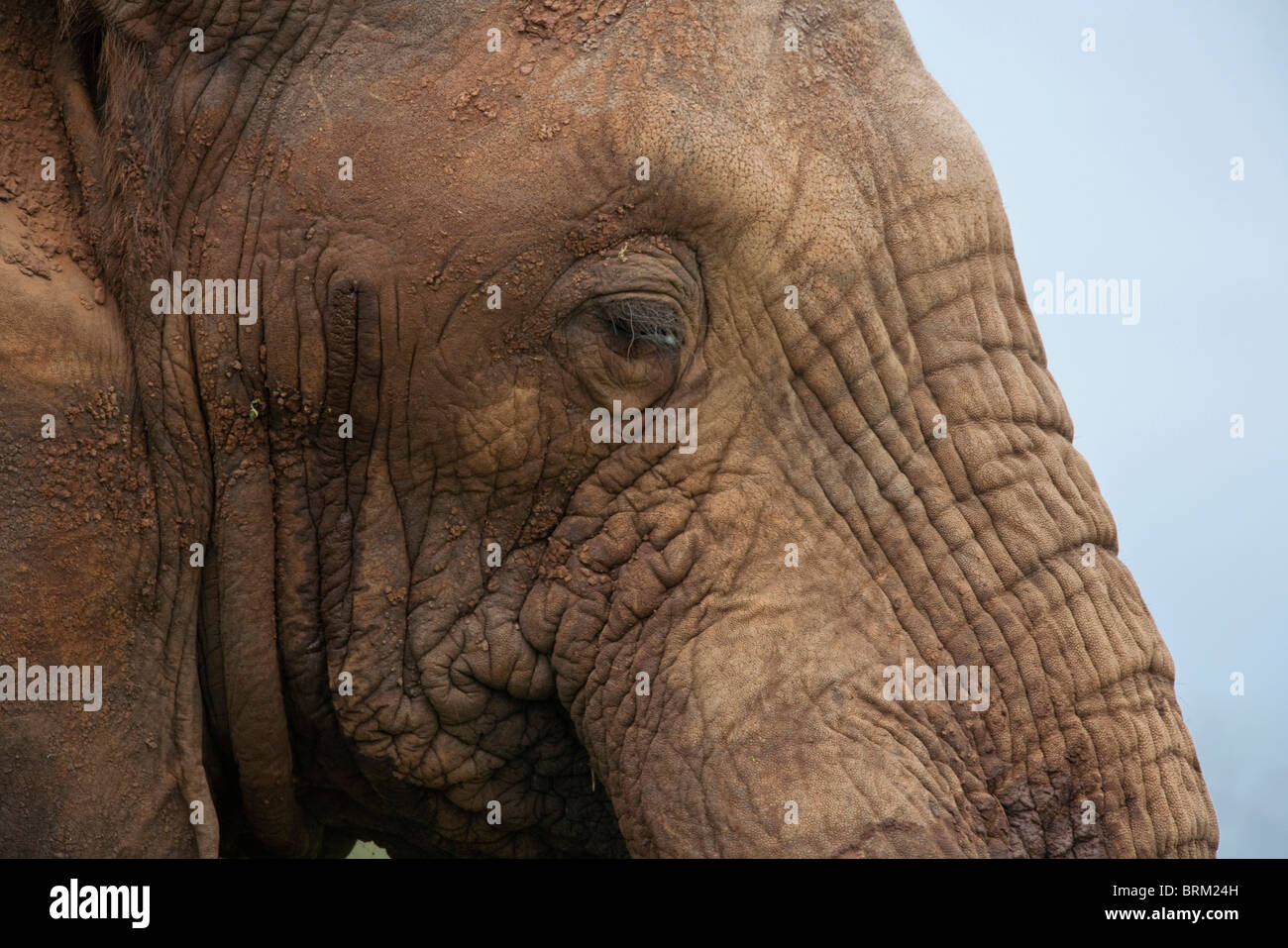 African elephant side view hi-res stock photography and images - Alamy