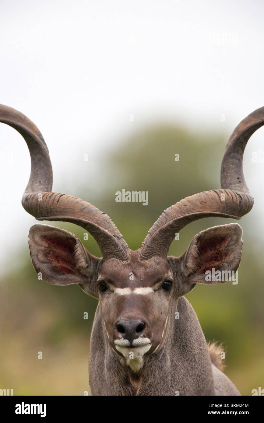 A male kudu portrait Stock Photo - Alamy