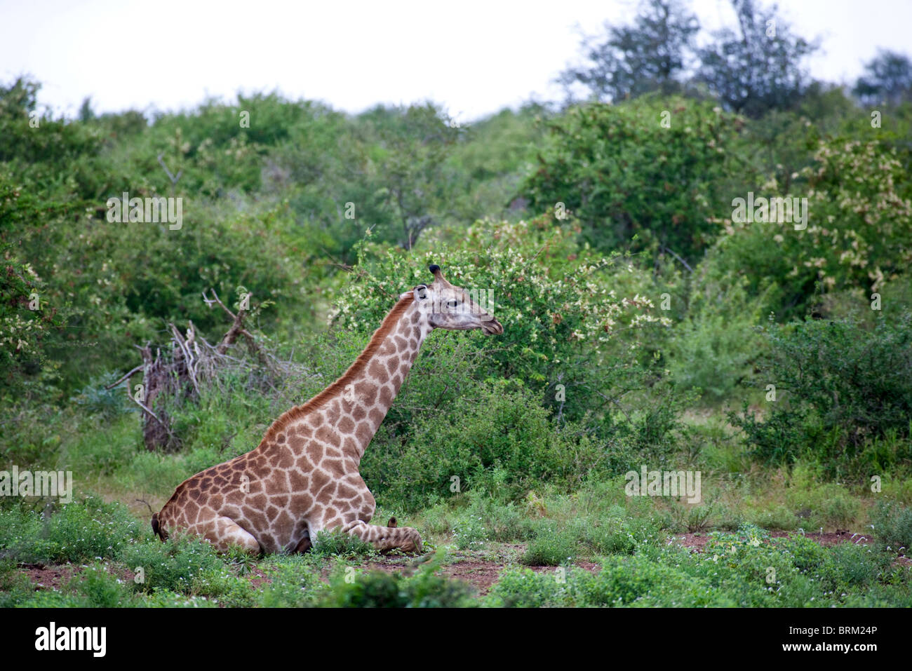 A giraffe resting on the ground in dense bushveld Stock Photo - Alamy