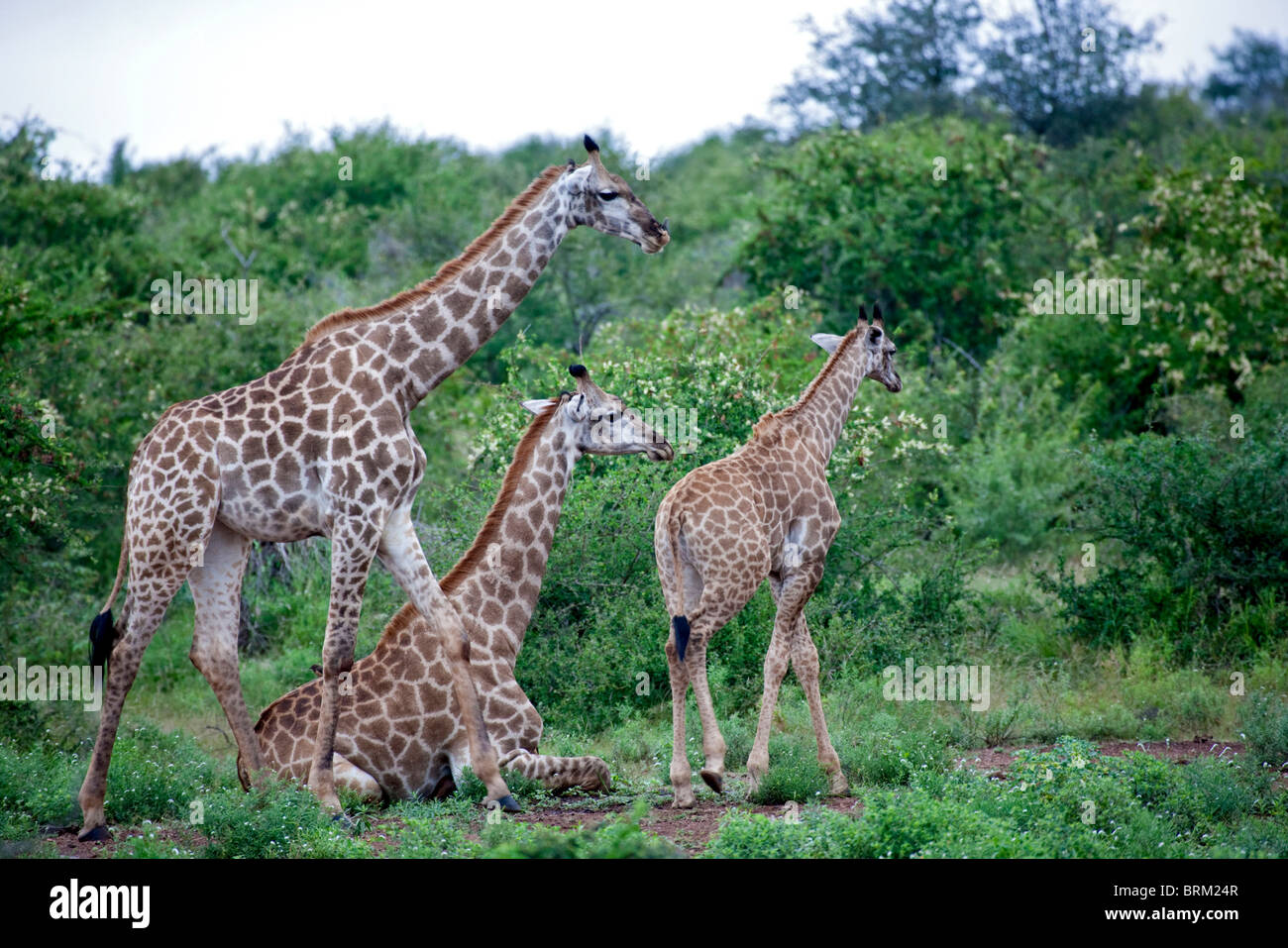 Giraffe family with one resting on the ground in the bushveld Stock ...