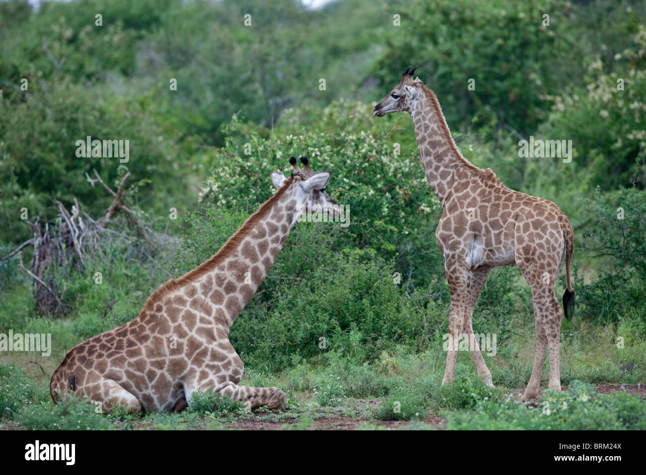 Resting giraffe hi-res stock photography and images - Alamy