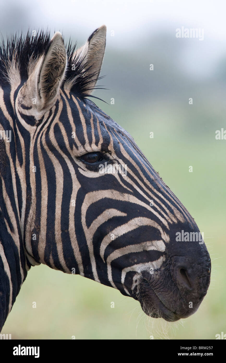 Side view of a zebra hi-res stock photography and images - Alamy