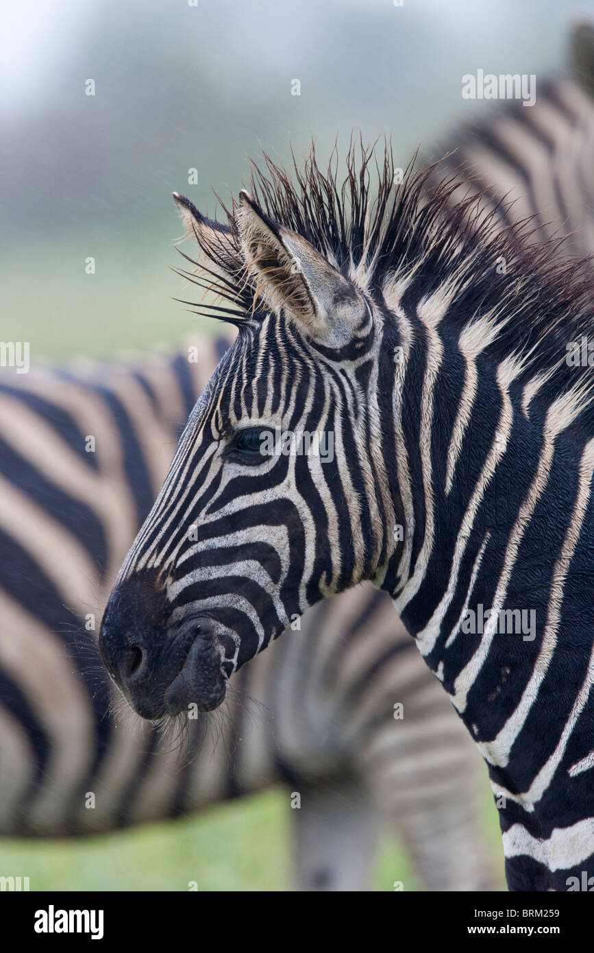 Zebra mane hi-res stock photography and images - Alamy
