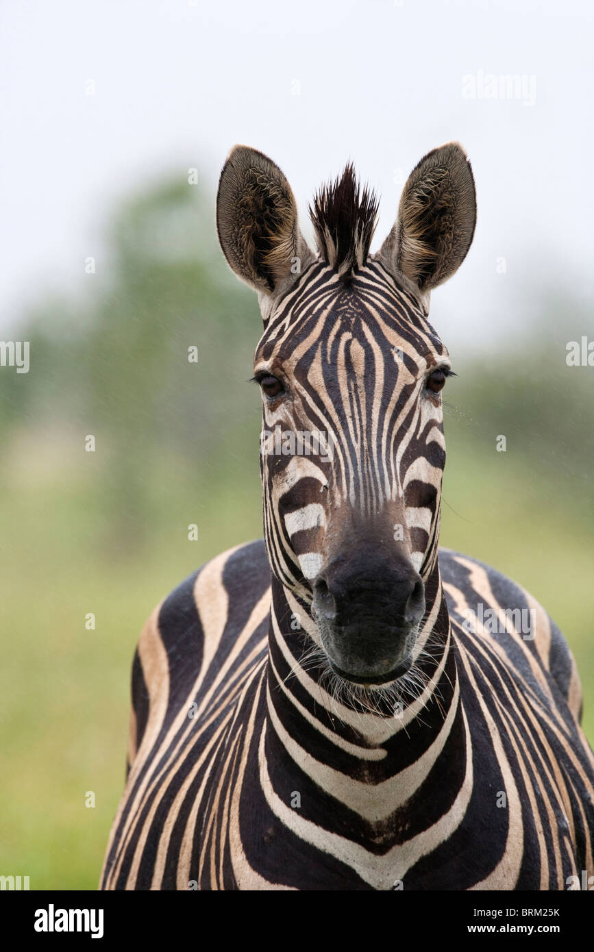 An adult zebra portrait Stock Photo - Alamy