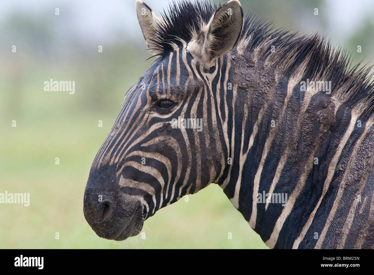 Portrait of a Zebra covered in mud Stock Photo - Alamy