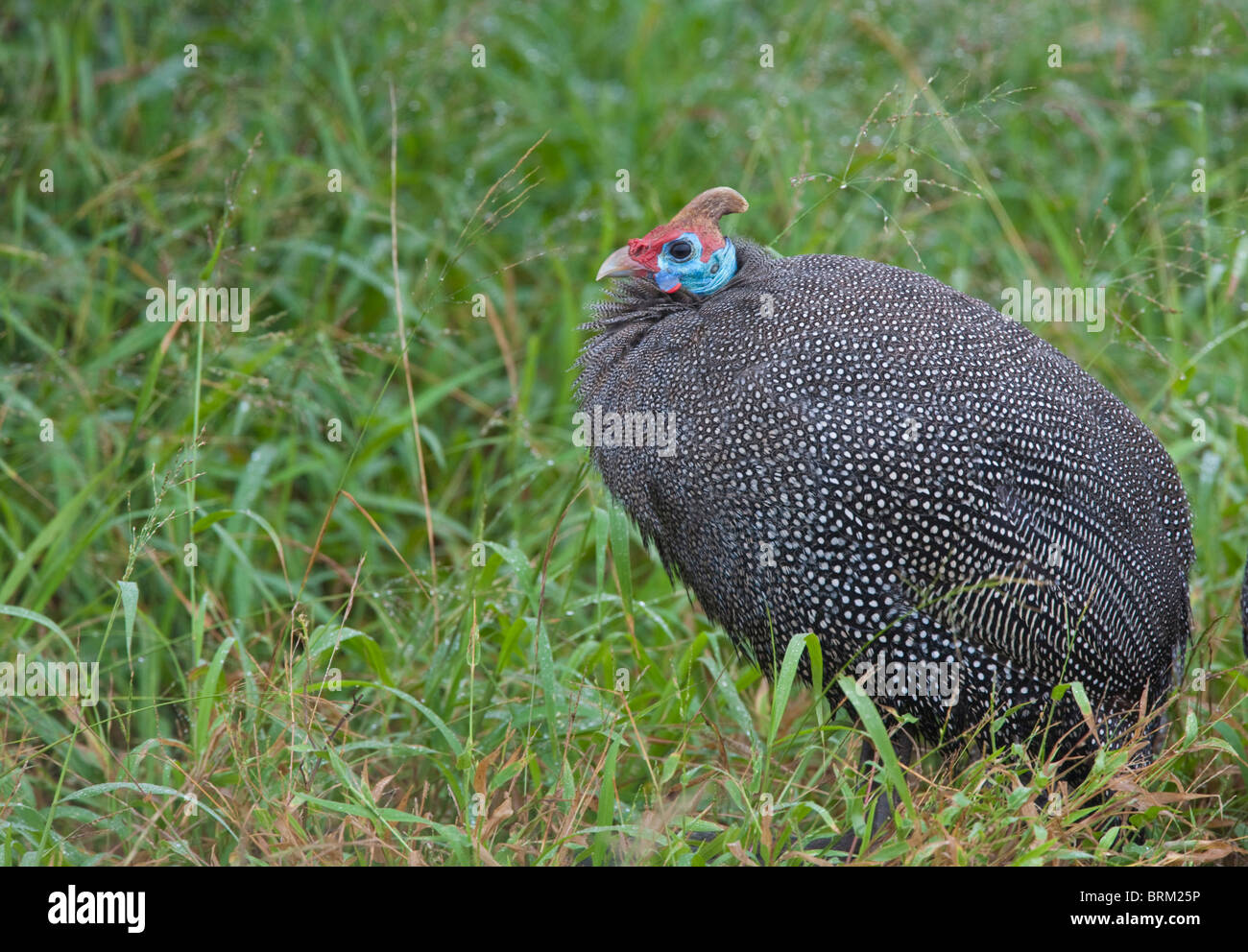 A helmeted guinea fowl in long green grass Stock Photo - Alamy