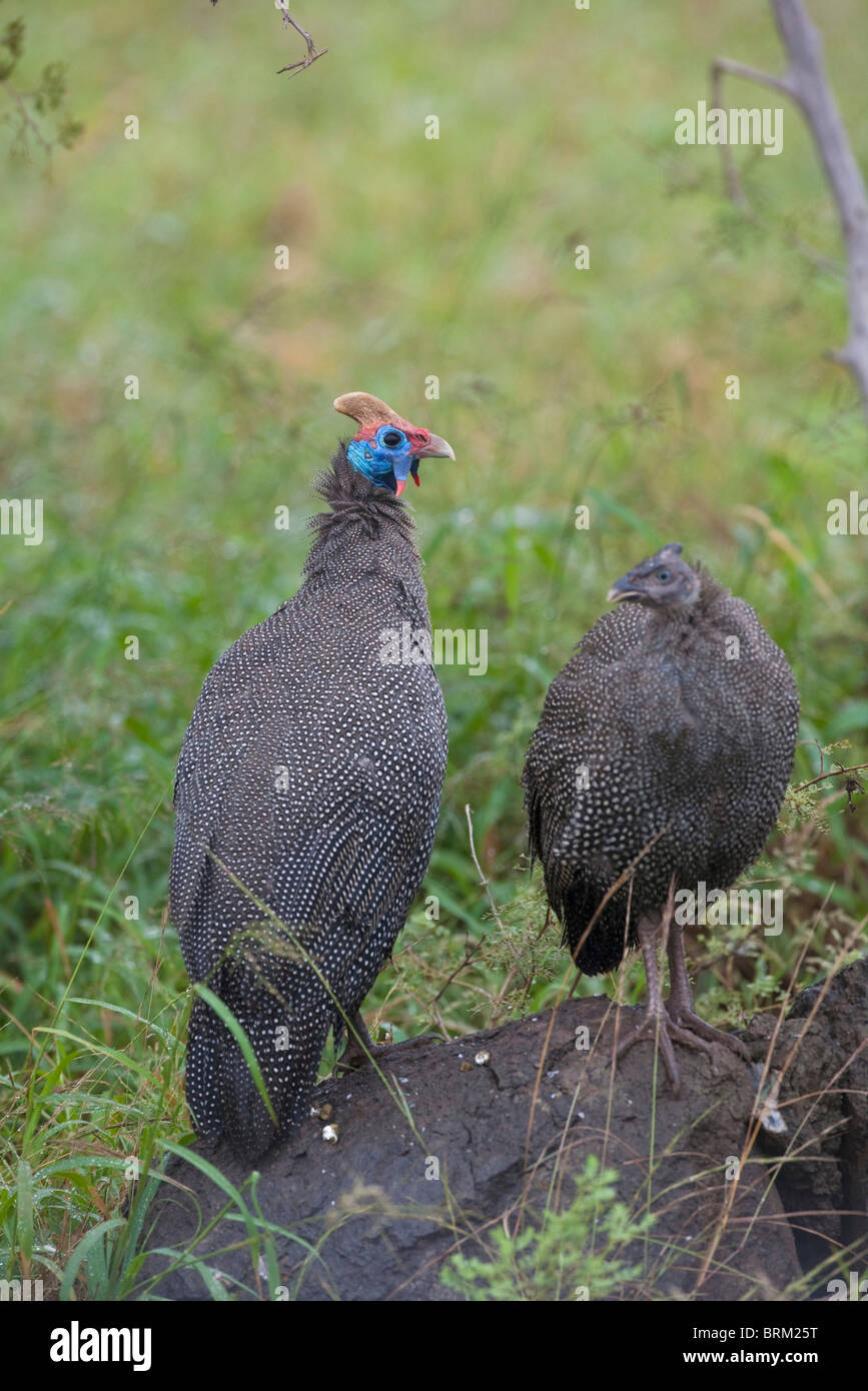 Helmeted guinea fowl hi-res stock photography and images - Alamy