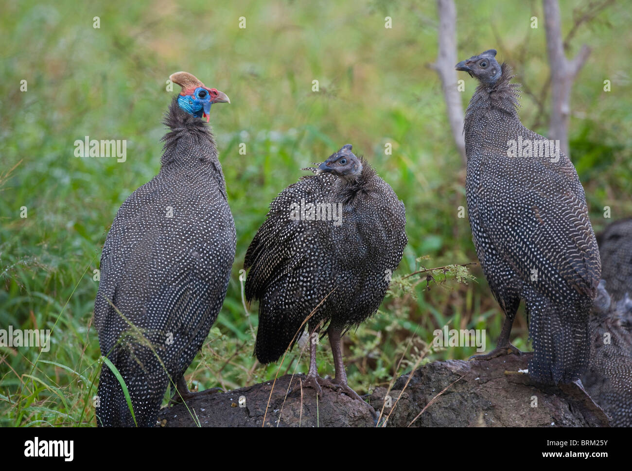 Helmeted guinea fowl with two juveniles Stock Photo - Alamy