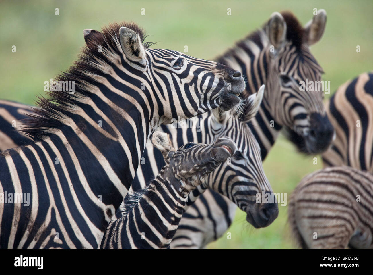 Zebra mother baby hi-res stock photography and images - Alamy