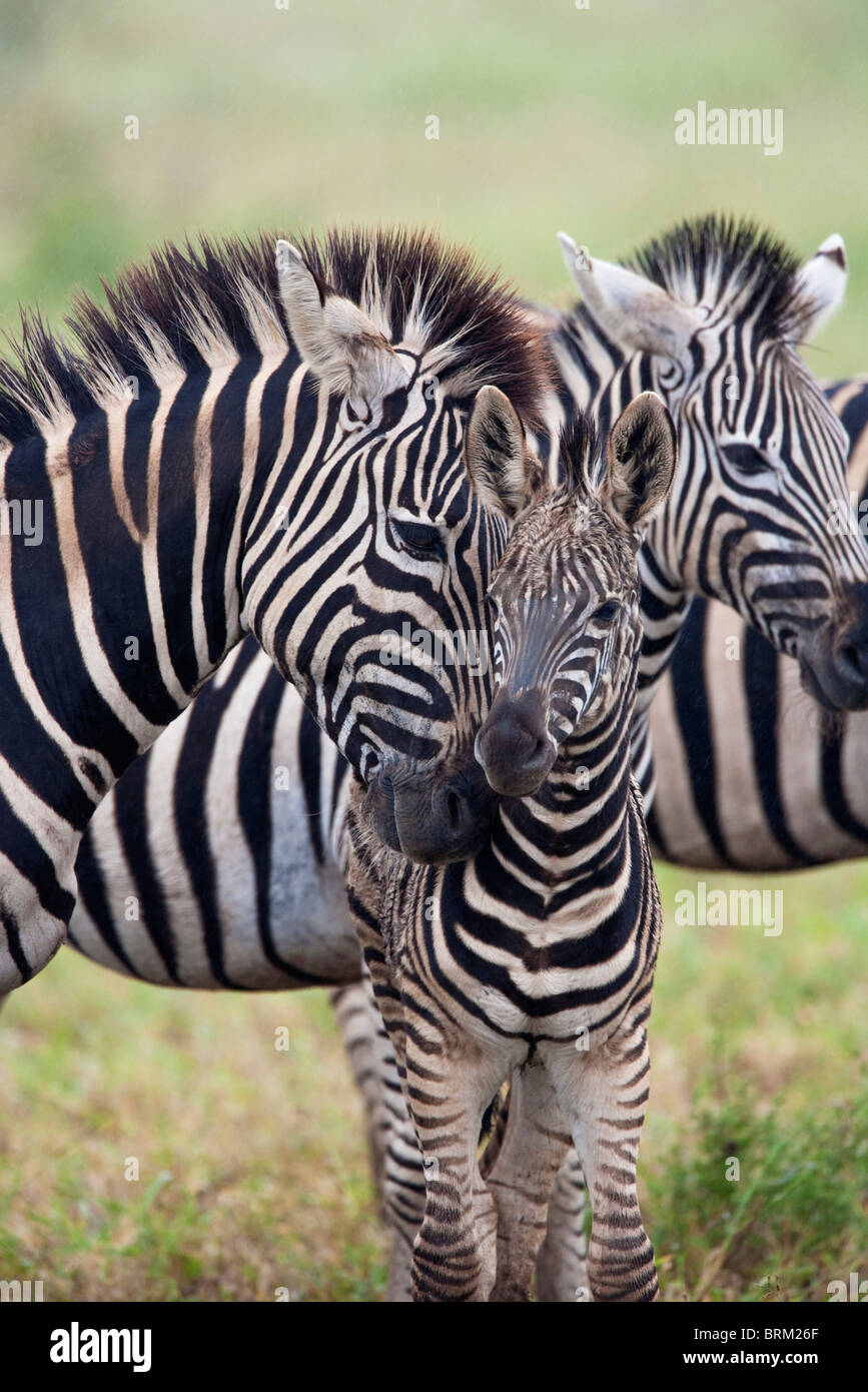 Zebra nuzzling her foal Stock Photo - Alamy