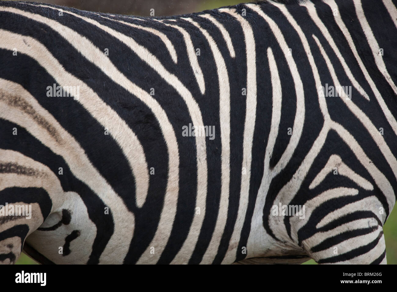 Zebra shape hi-res stock photography and images - Alamy