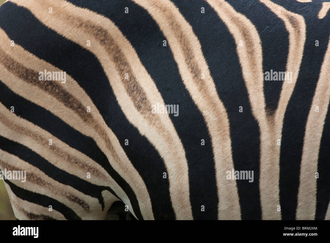 Zebra skin texture hi-res stock photography and images - Alamy