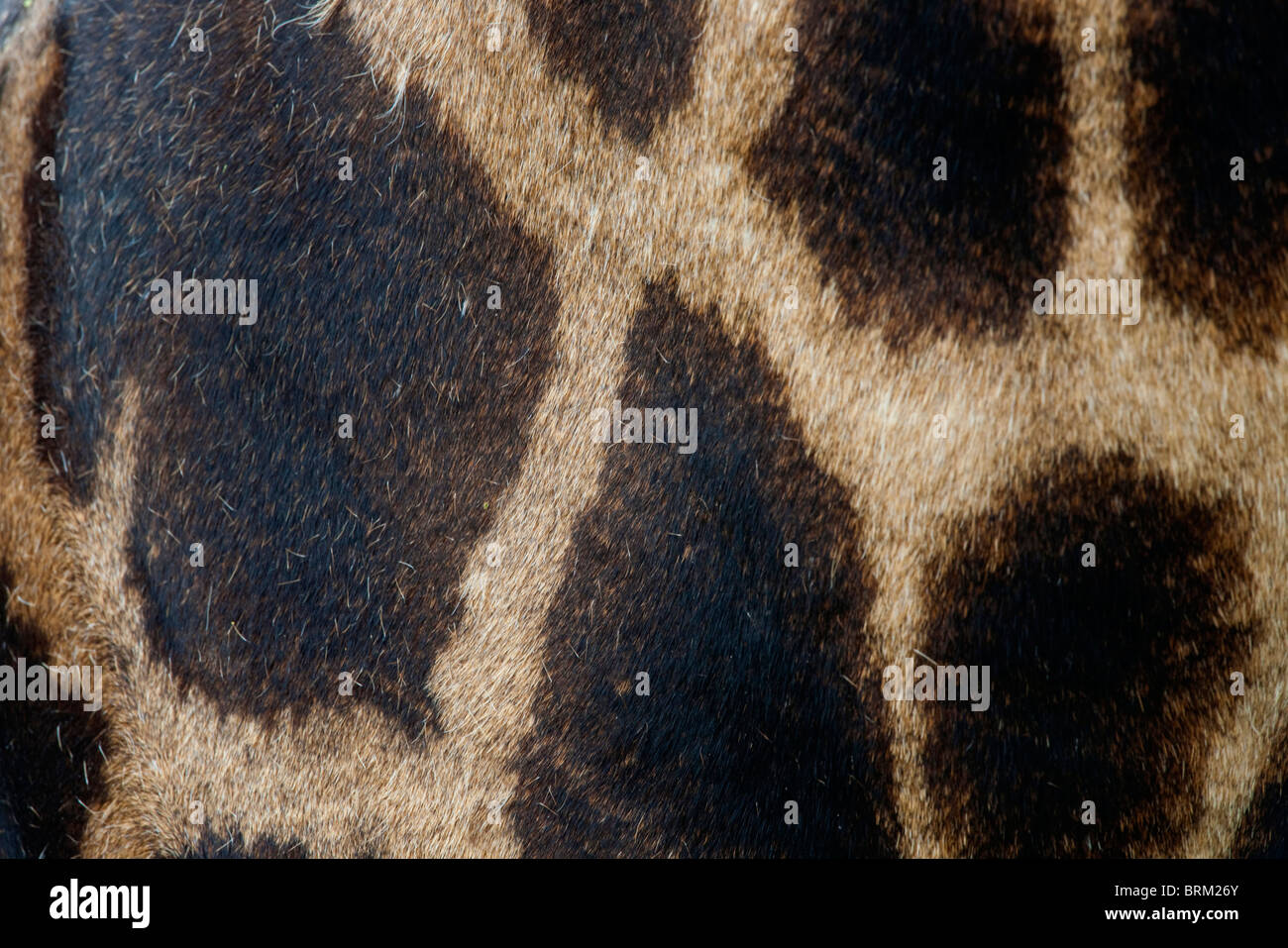 Giraffe markings pattern hi-res stock photography and images - Alamy