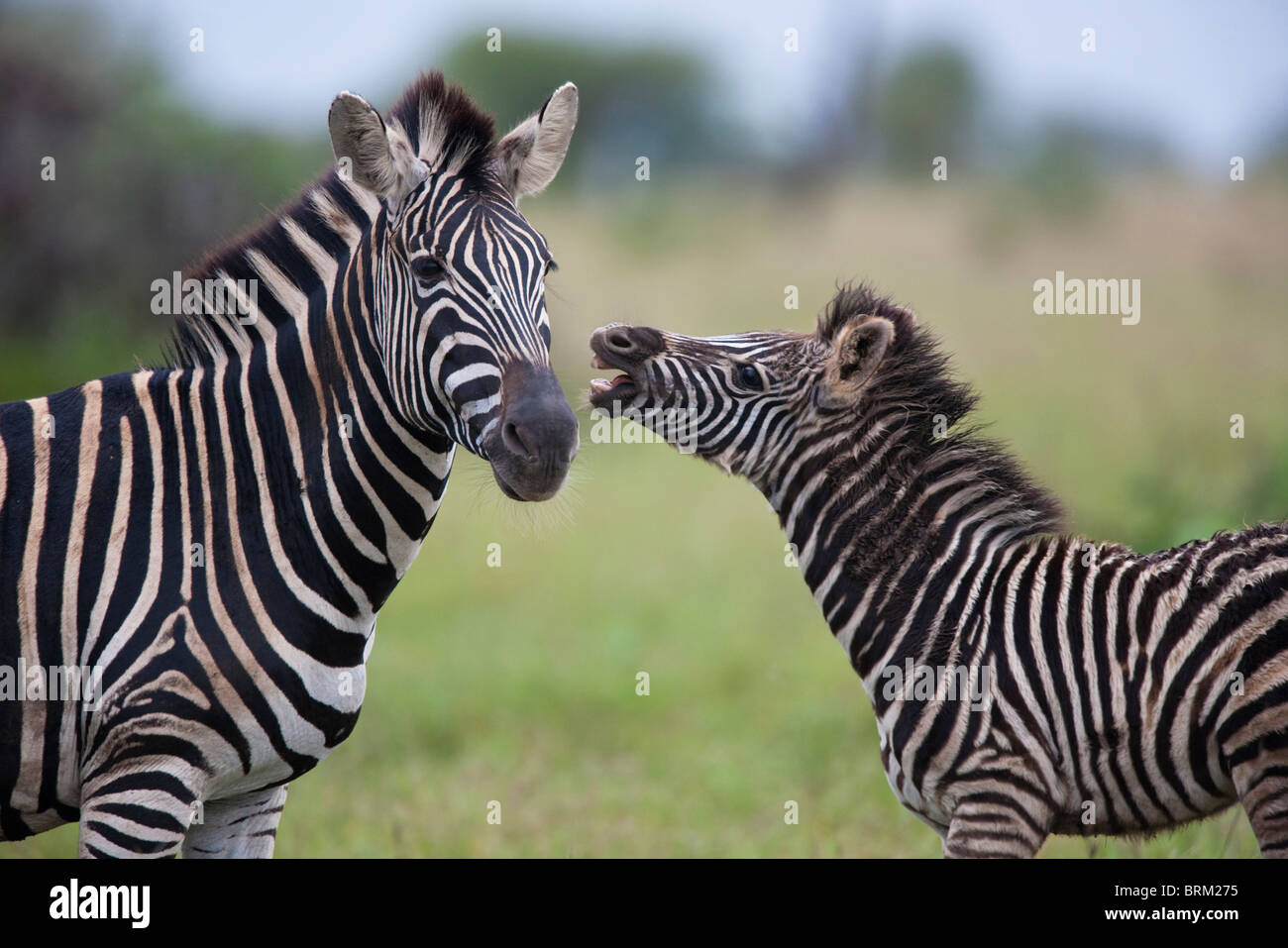 Baby and mother zebra hi-res stock photography and images - Alamy