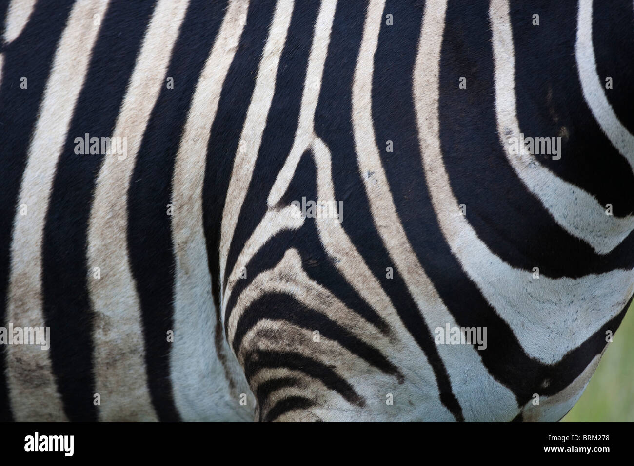 Zebra skin hi-res stock photography and images - Alamy