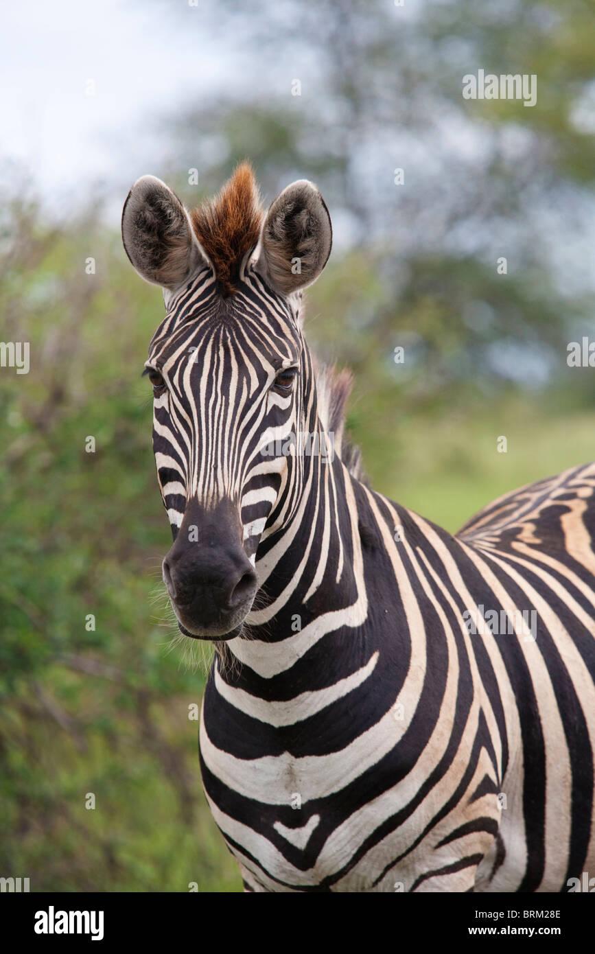 Zebra portrait hi-res stock photography and images - Alamy