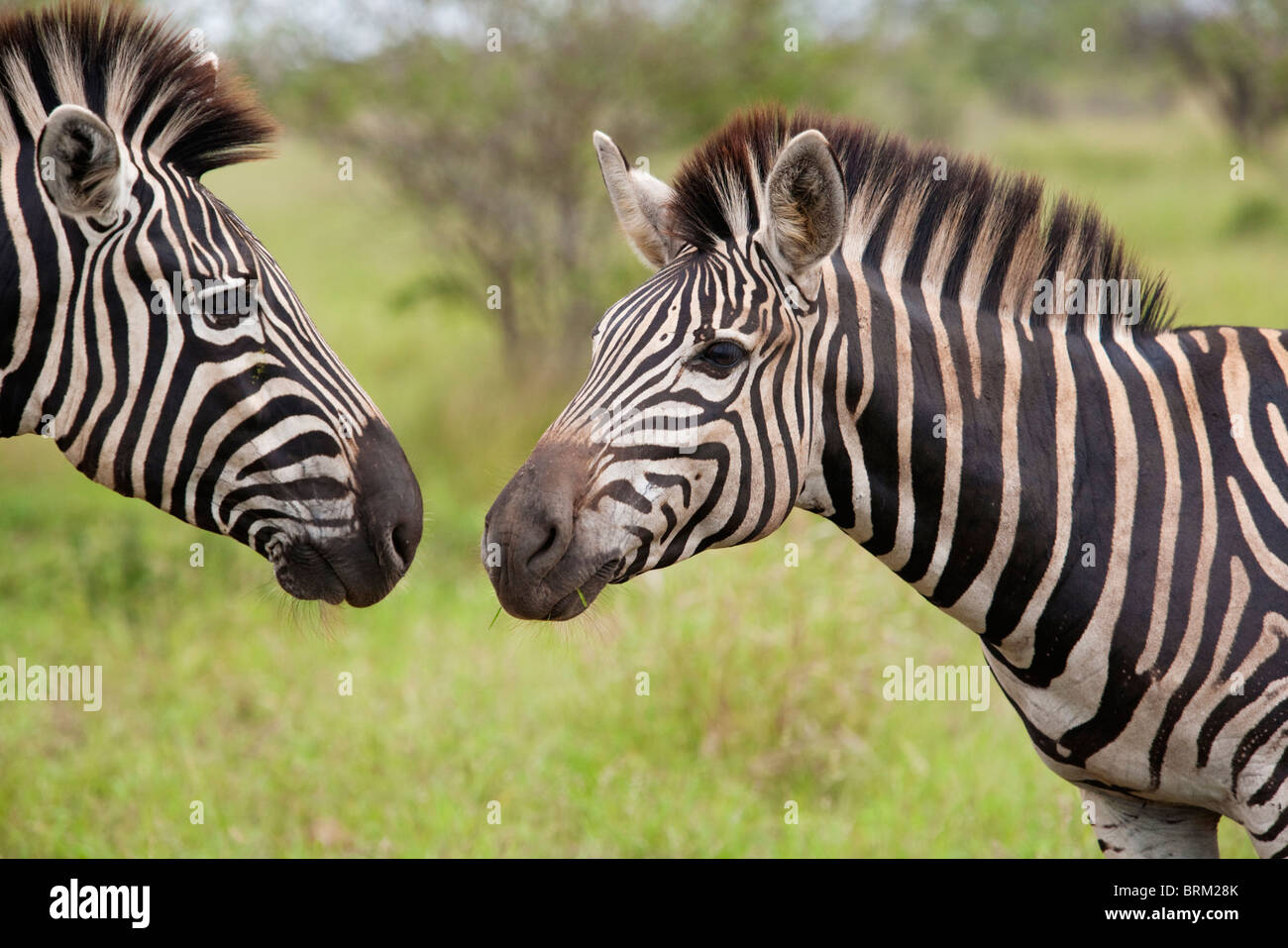 Two zebra facing each other and their noses almost touching Stock Photo ...