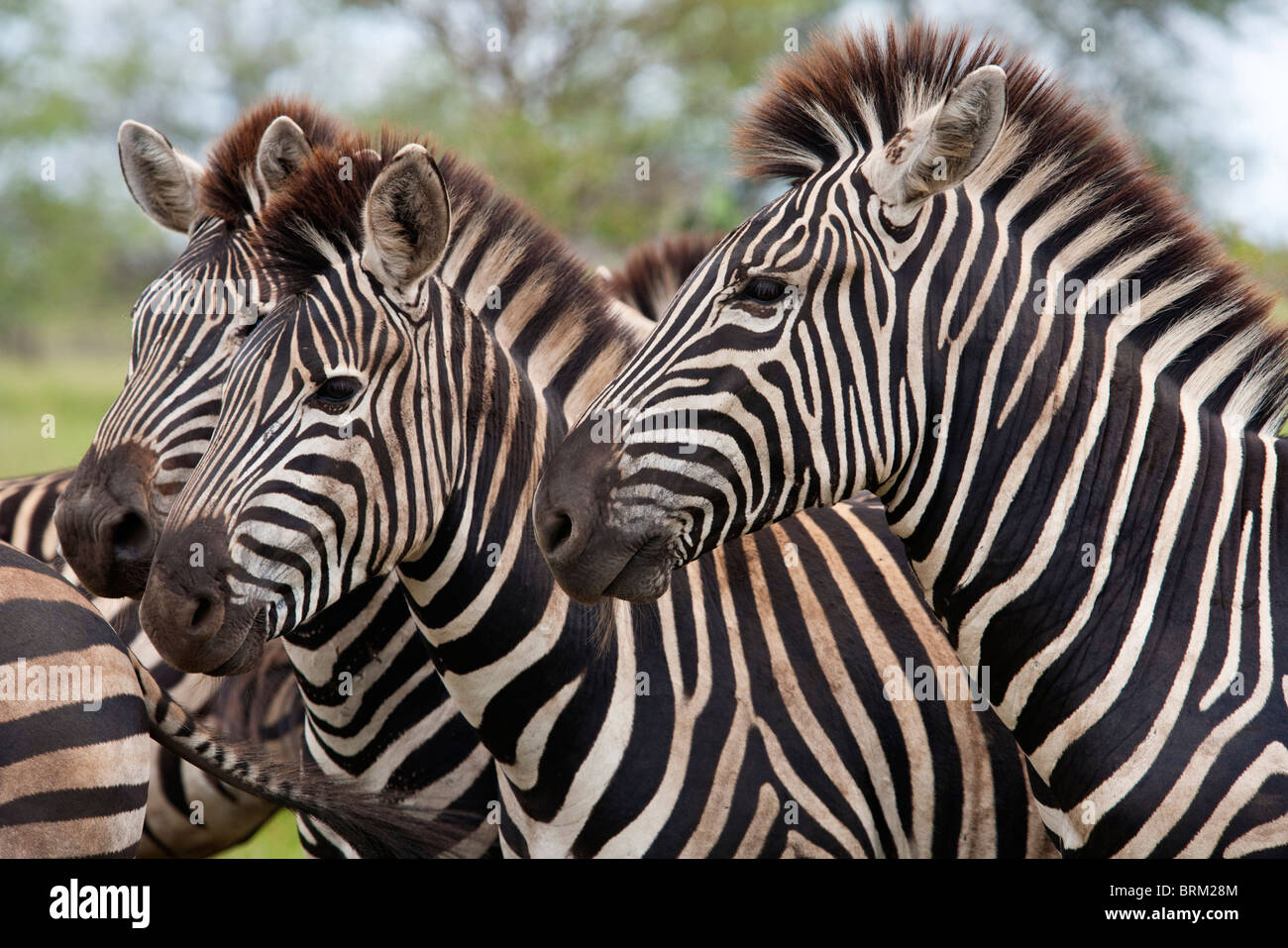 Three portrait heads hi-res stock photography and images - Alamy