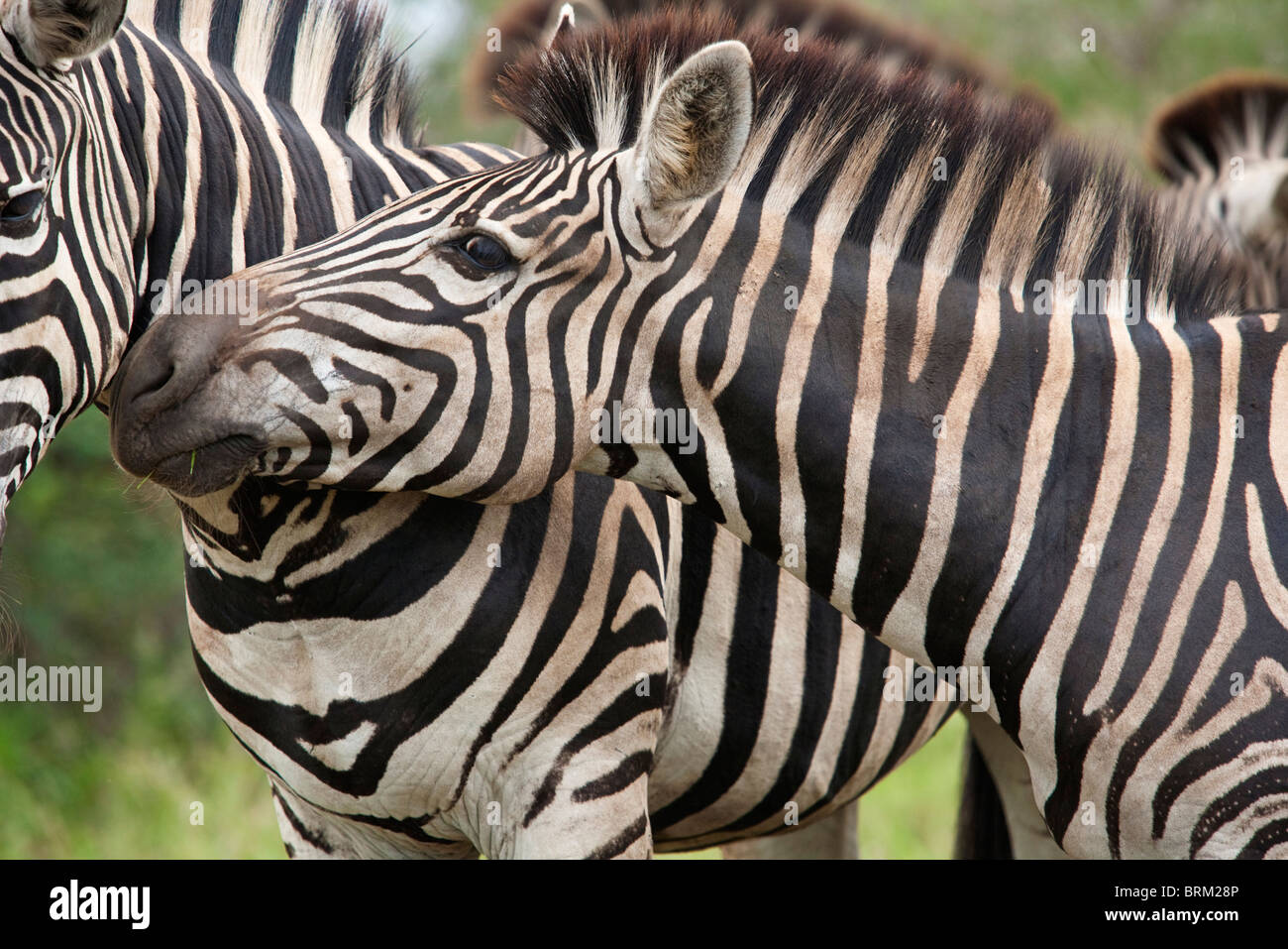 Another side of nature hi-res stock photography and images - Alamy