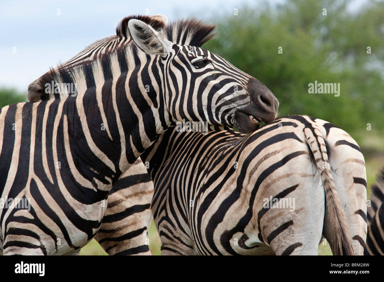 Zebra tail hi-res stock photography and images - Alamy