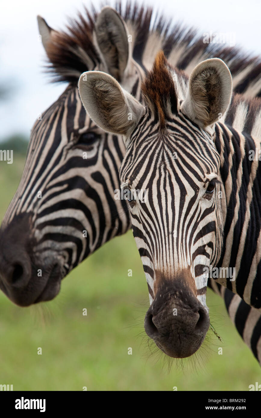 Portrait of two Zebra Stock Photo - Alamy