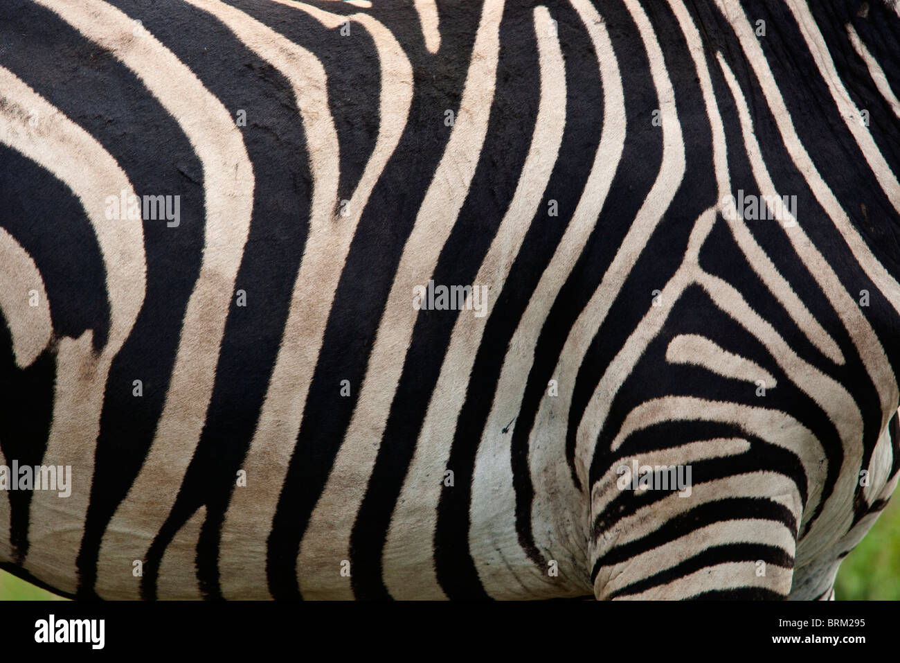 Zebra flank hi-res stock photography and images - Alamy
