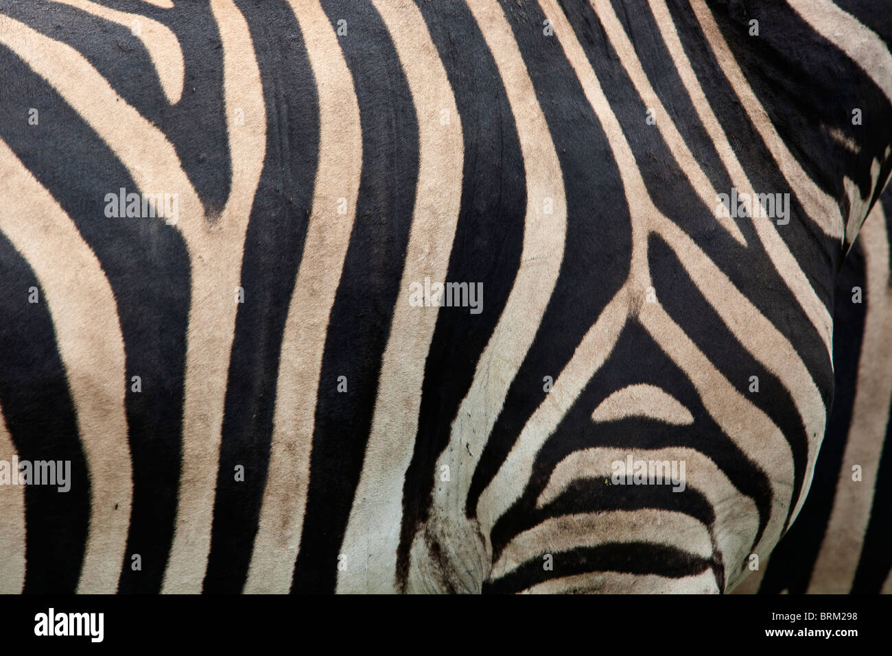 Zebra skin texture hi-res stock photography and images - Alamy