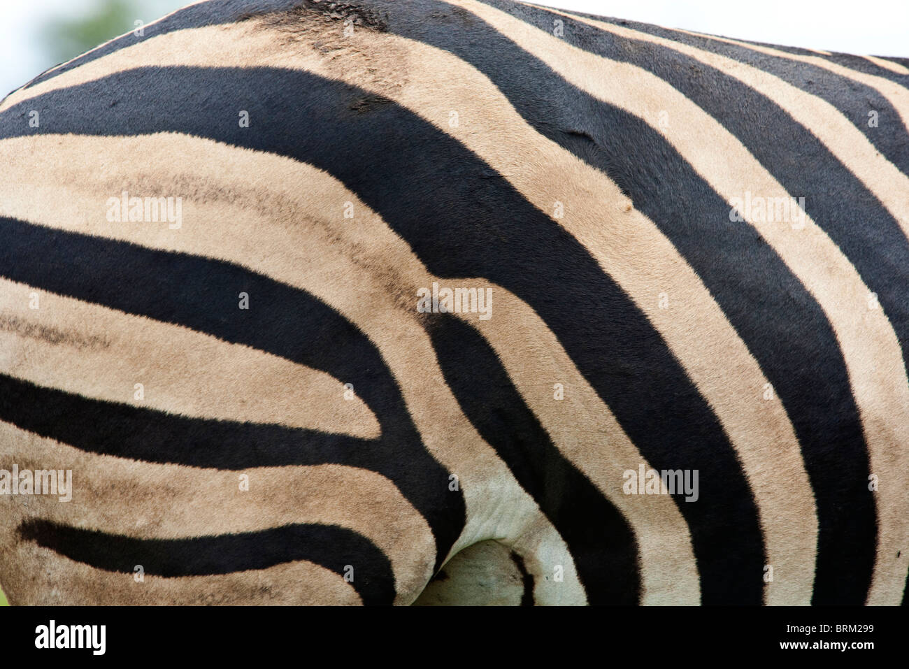 Hindquarters hi-res stock photography and images - Alamy