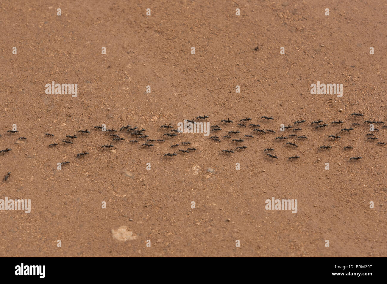 All About African Matabele Ants