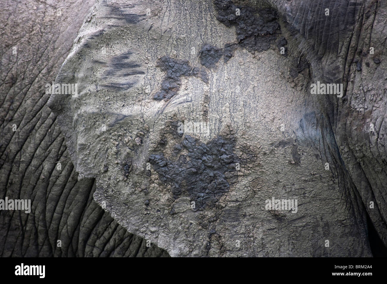 Close up of an elephant's ear Stock Photo - Alamy