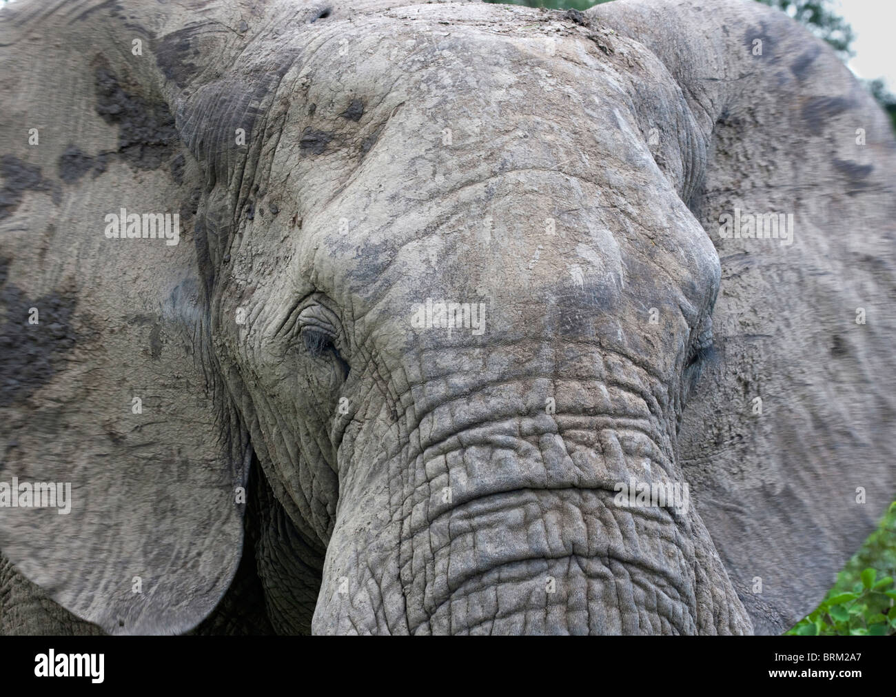 Frontal close up of an elephant hi-res stock photography and images - Alamy
