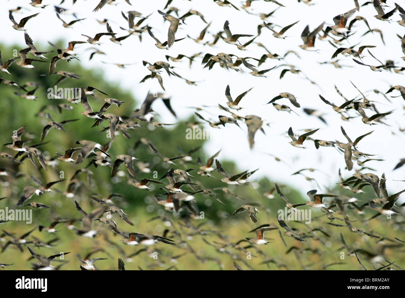 A flock of Collared Pratincole (Red-winged) birds in flight Stock Photo ...