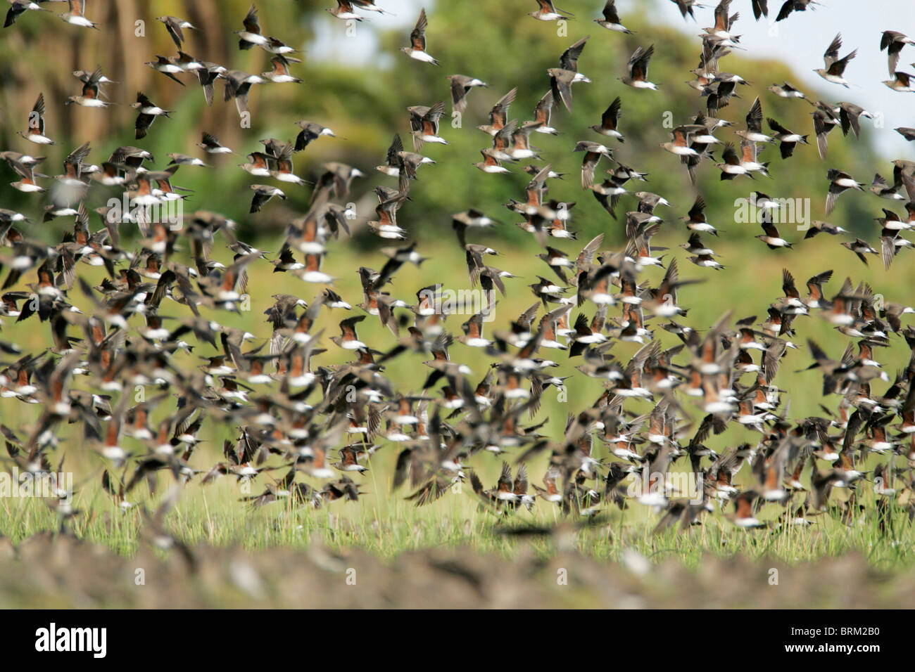 Red winged pratincole hi-res stock photography and images - Alamy