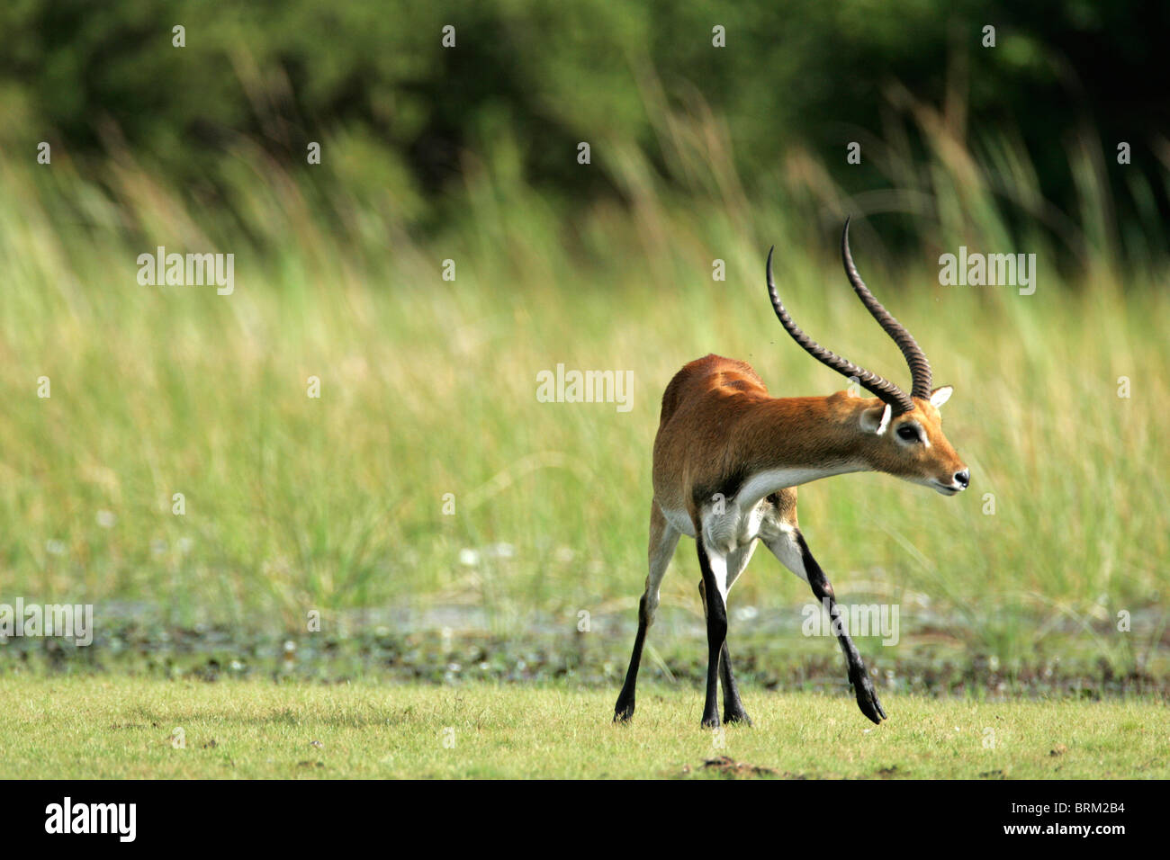 Red lechwe buck hi-res stock photography and images - Alamy