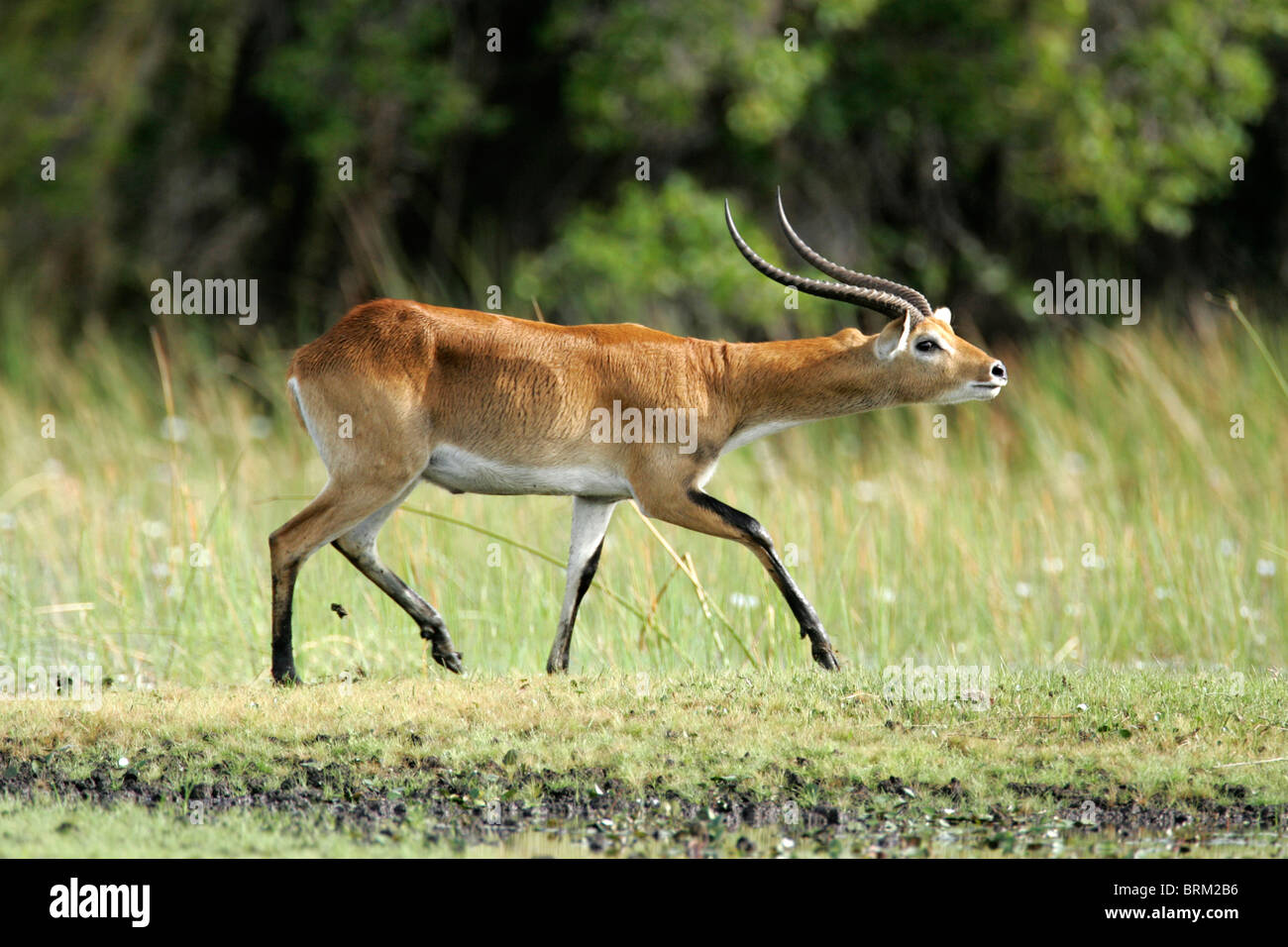 Lechwe hi-res stock photography and images - Alamy