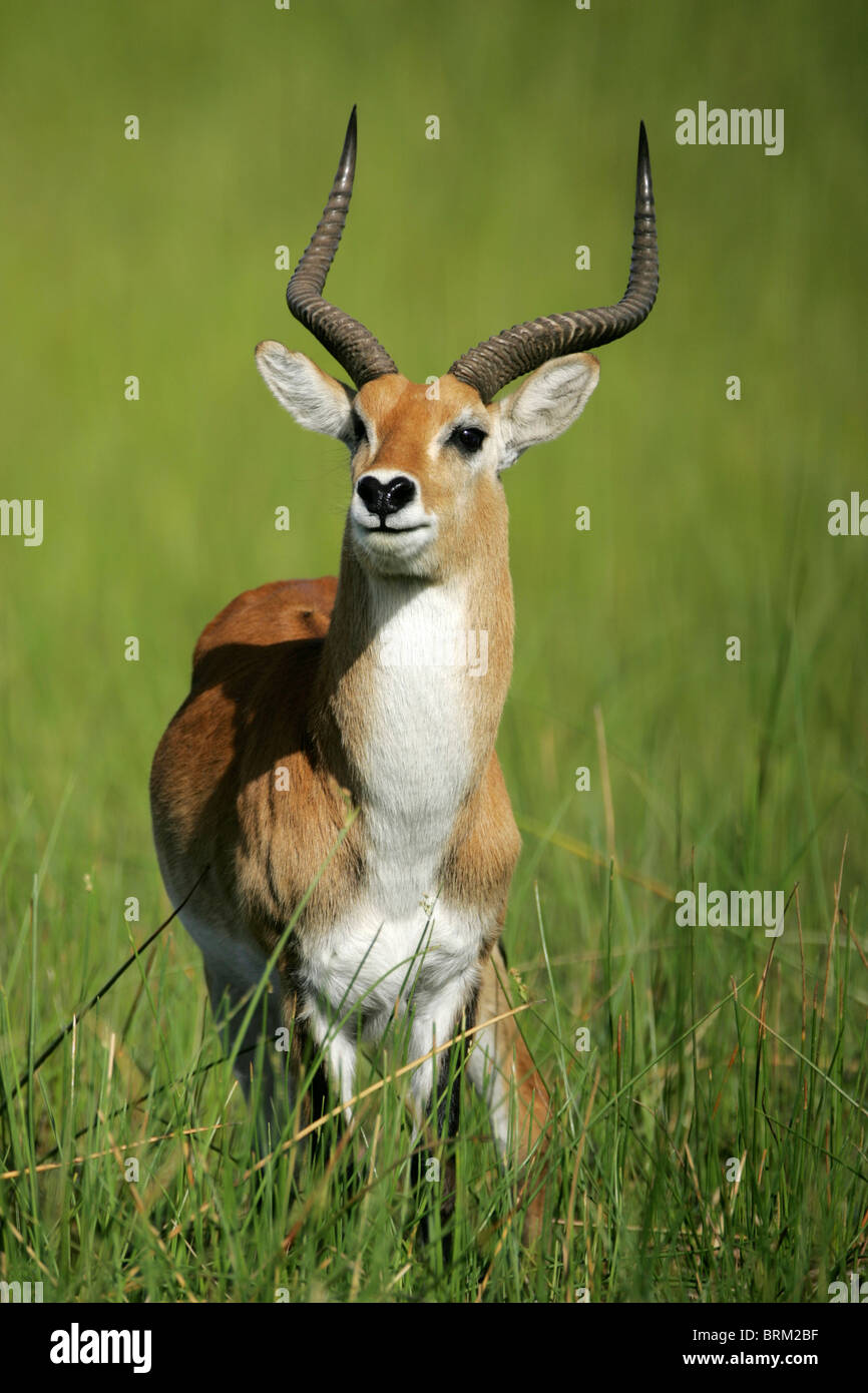 Male lechwe hi-res stock photography and images - Alamy