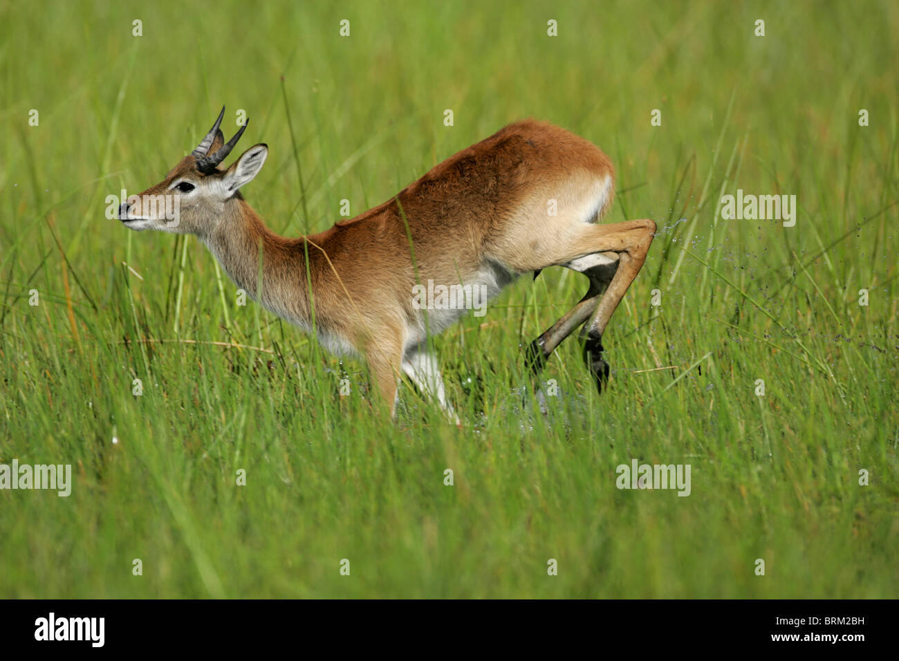Red lechwe female on the move through long grass Stock Photo - Alamy