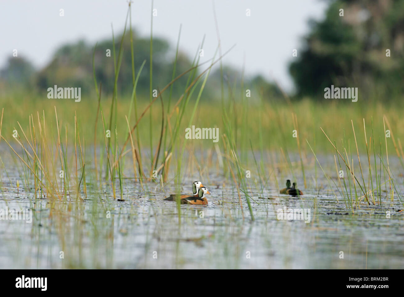 Pygmy geese hi-res stock photography and images - Alamy