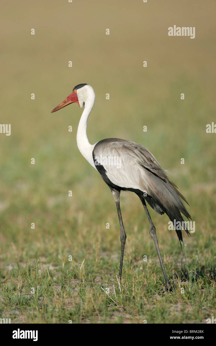 Wattled crane hi-res stock photography and images - Alamy