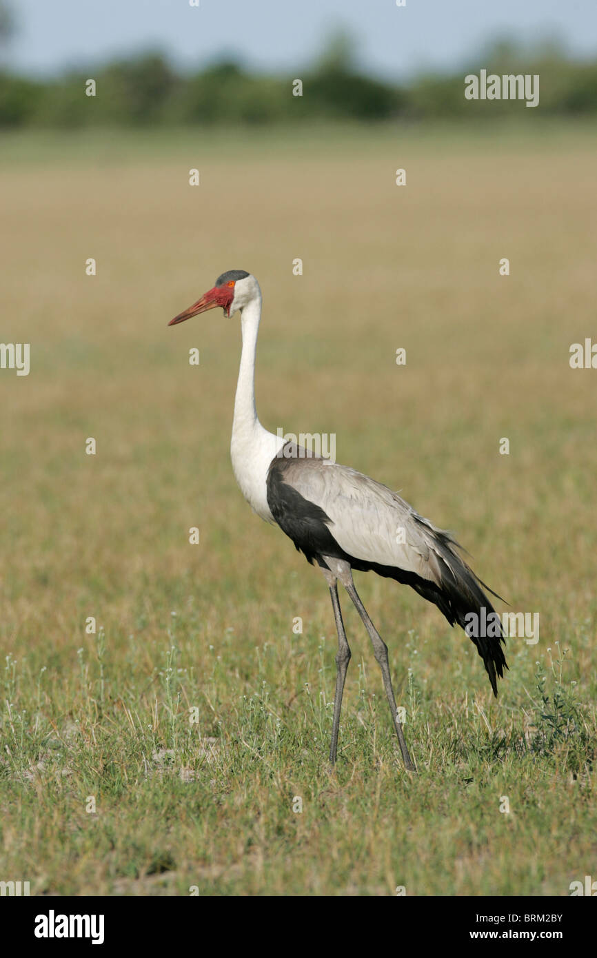 Wattled crane botswana hi-res stock photography and images - Alamy