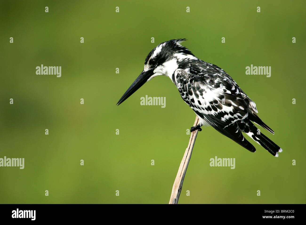 Pied kingfisher hi-res stock photography and images - Alamy