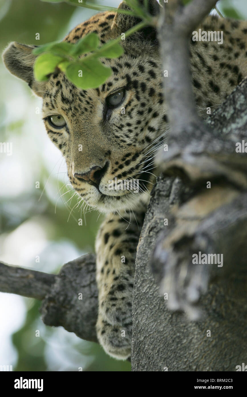 Portrait of a portrait looking down from a tree Stock Photo - Alamy