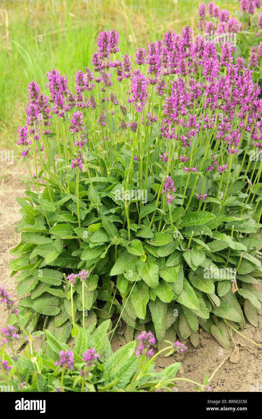 Purple betony hi-res stock photography and images - Alamy